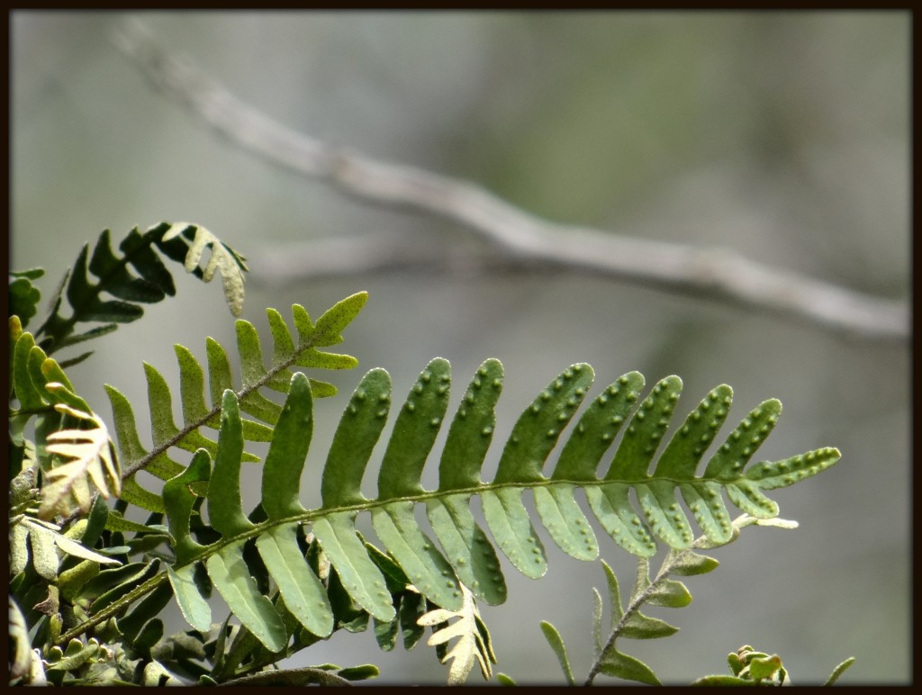 Day 66: Resurrection Fern – CommonPlace Nature