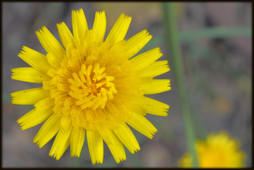 Two-flowered Cynthia – CommonPlace Nature