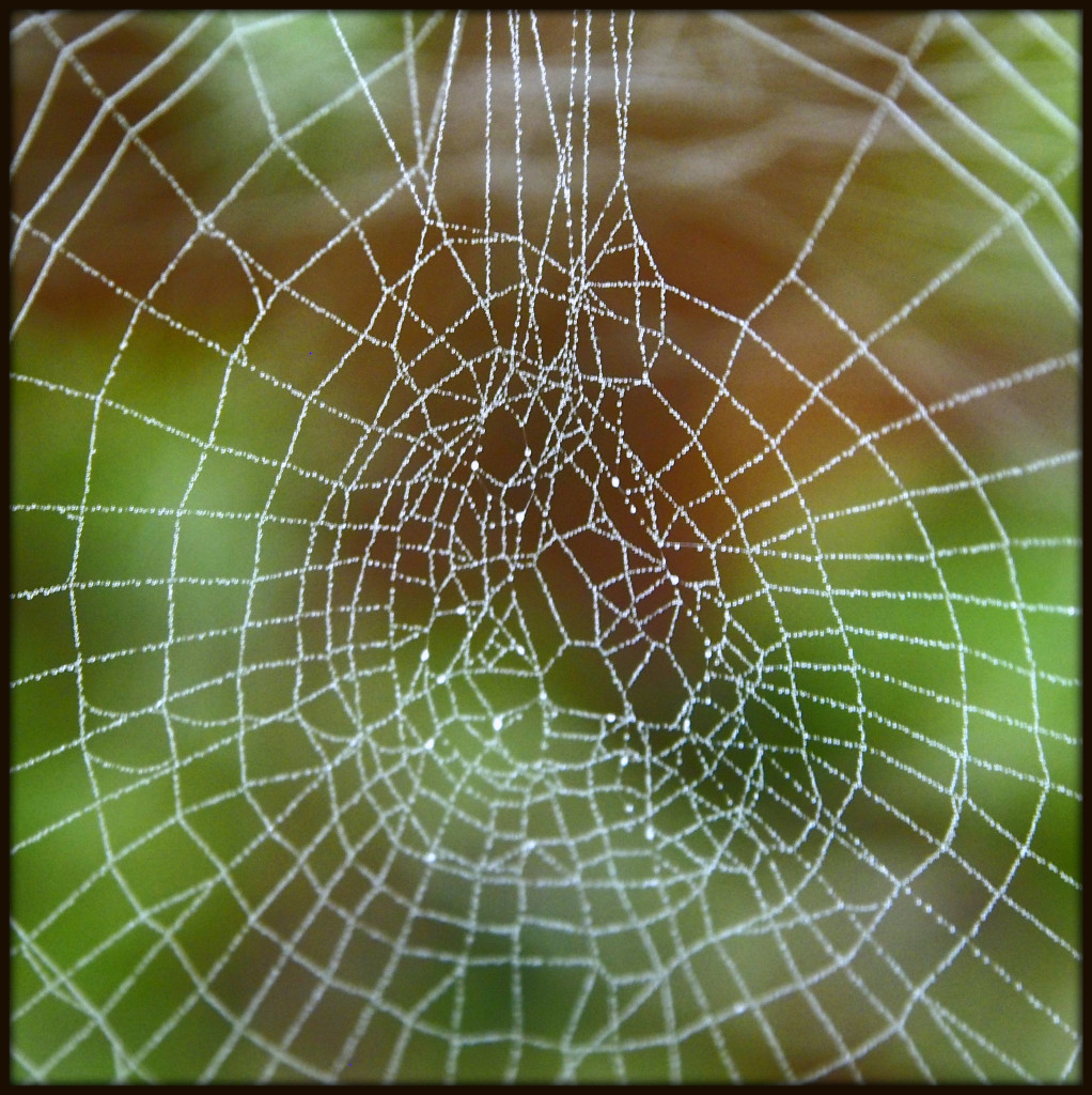 Wondrous Webs – CommonPlace Nature