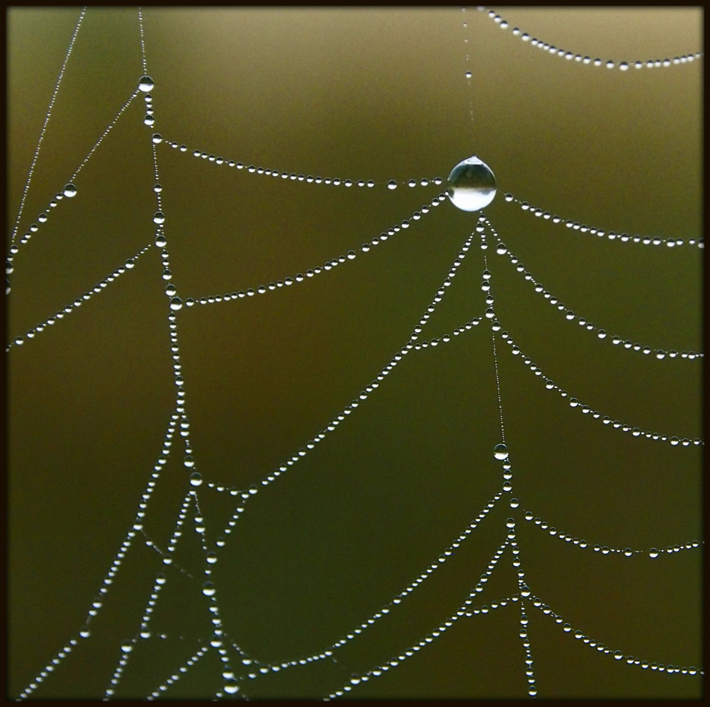 Wondrous Webs – CommonPlace Nature