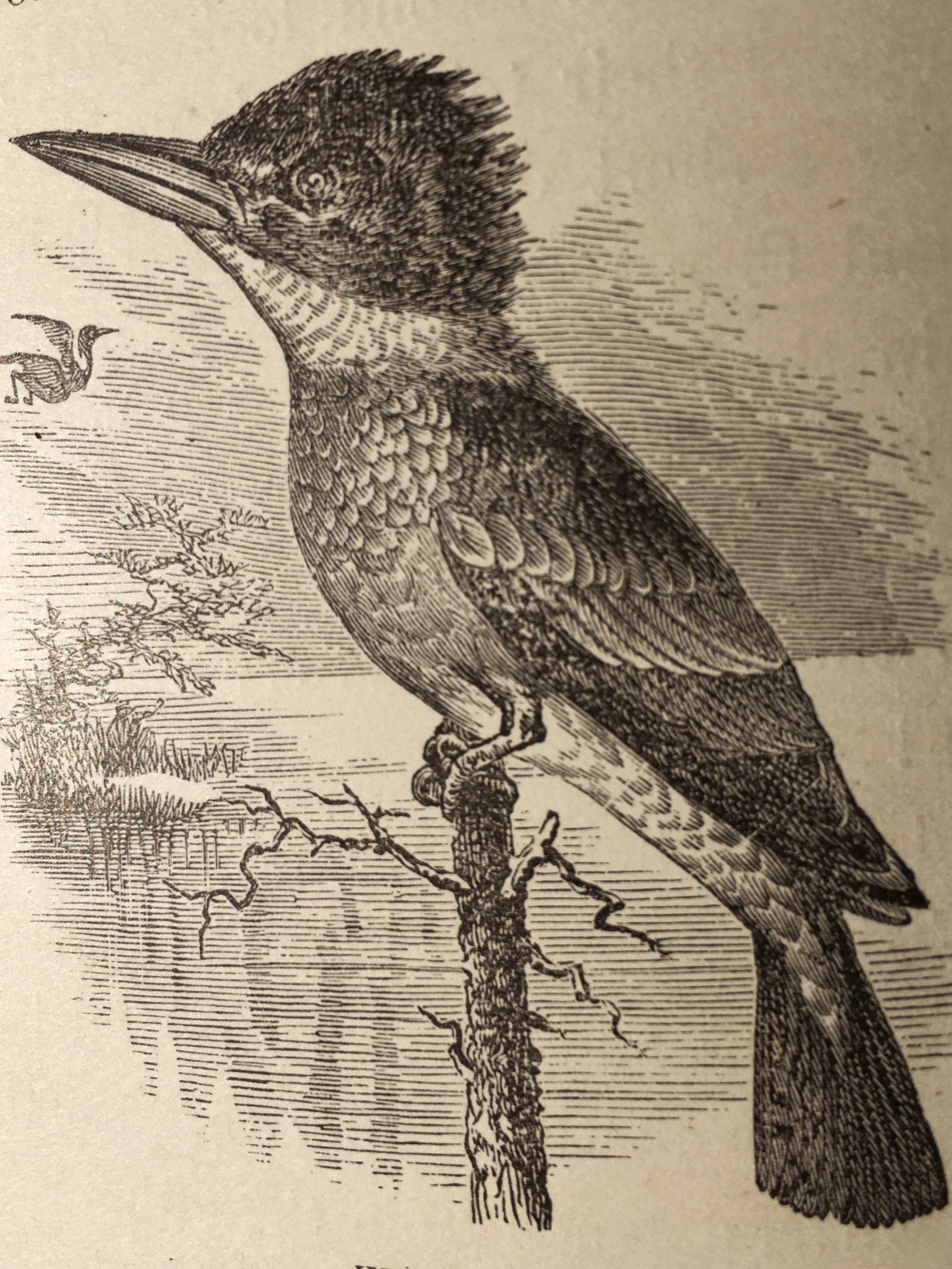 The Poetic Eye: “The Round Year” by Edith Thomas, 1886 – CommonPlace Nature
